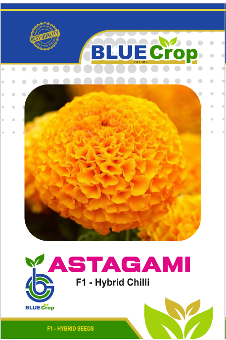 ASTAGAMI (F1-HYBRID CHILLI) – Blue Crop Sciences