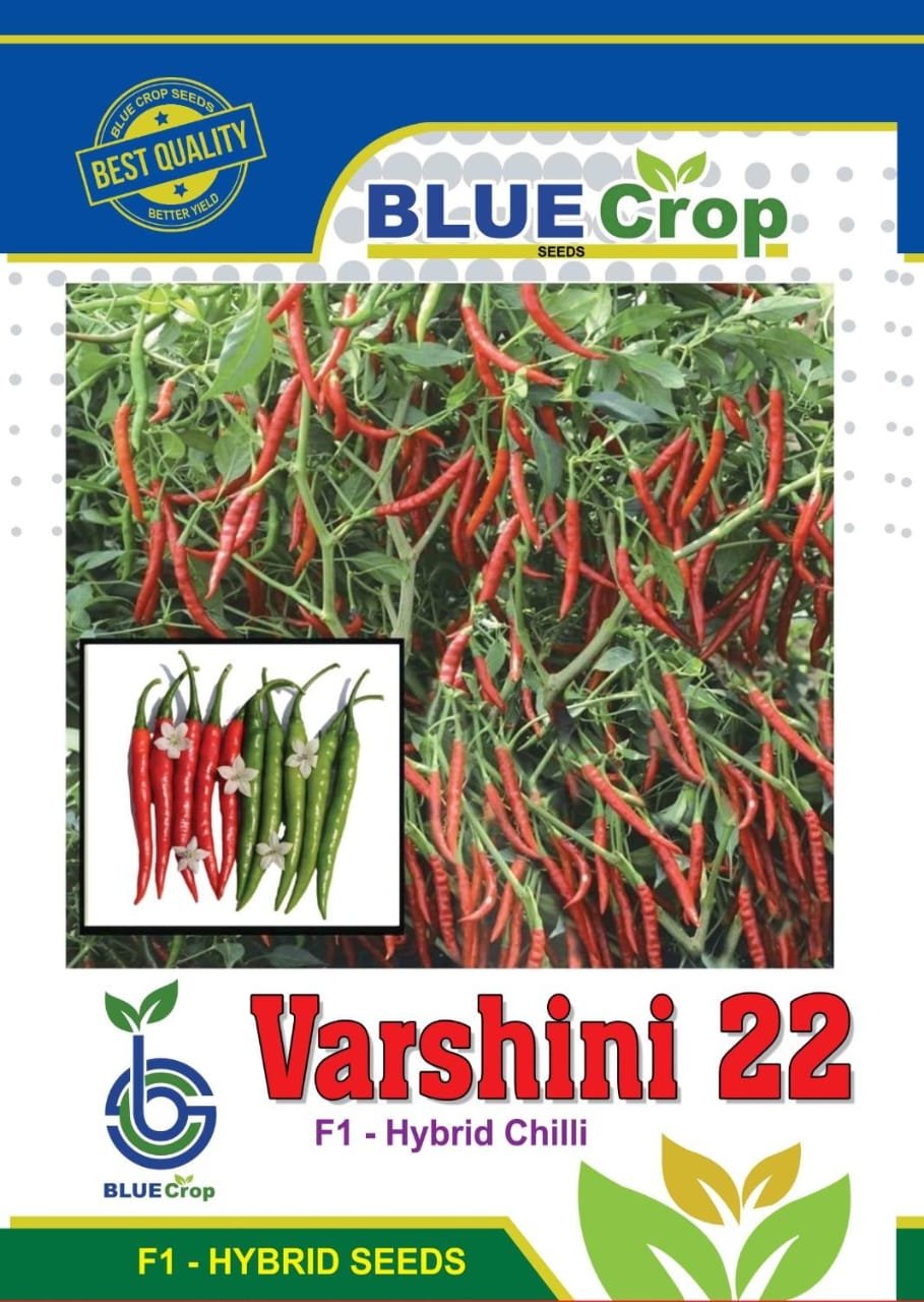 VARSHINI 22 (F1-HYBRID CHILLI) – Blue Crop Sciences